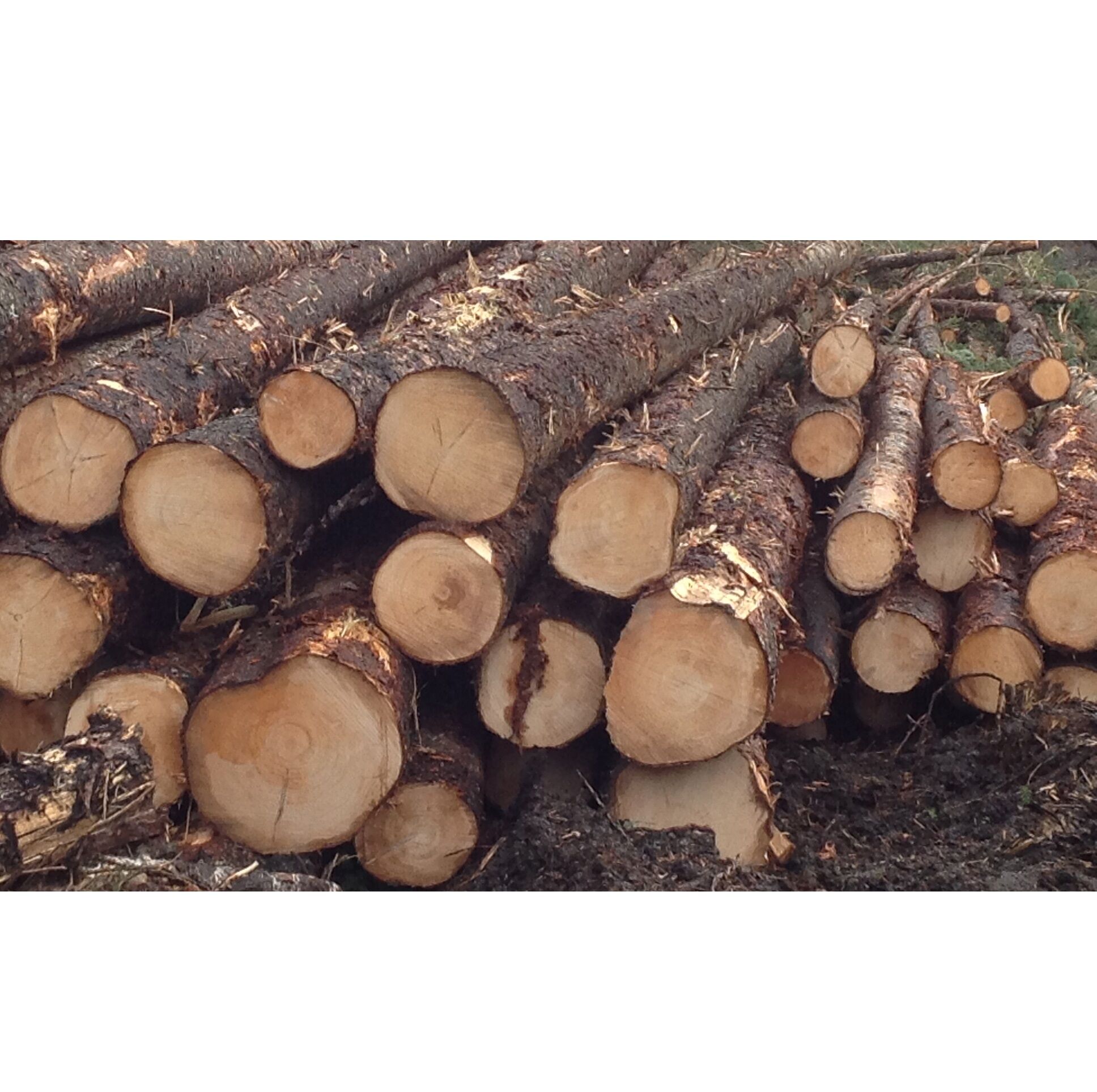 Buy Wholesale United States Wholesale Wood Supplier | Spruce Round Logs ...