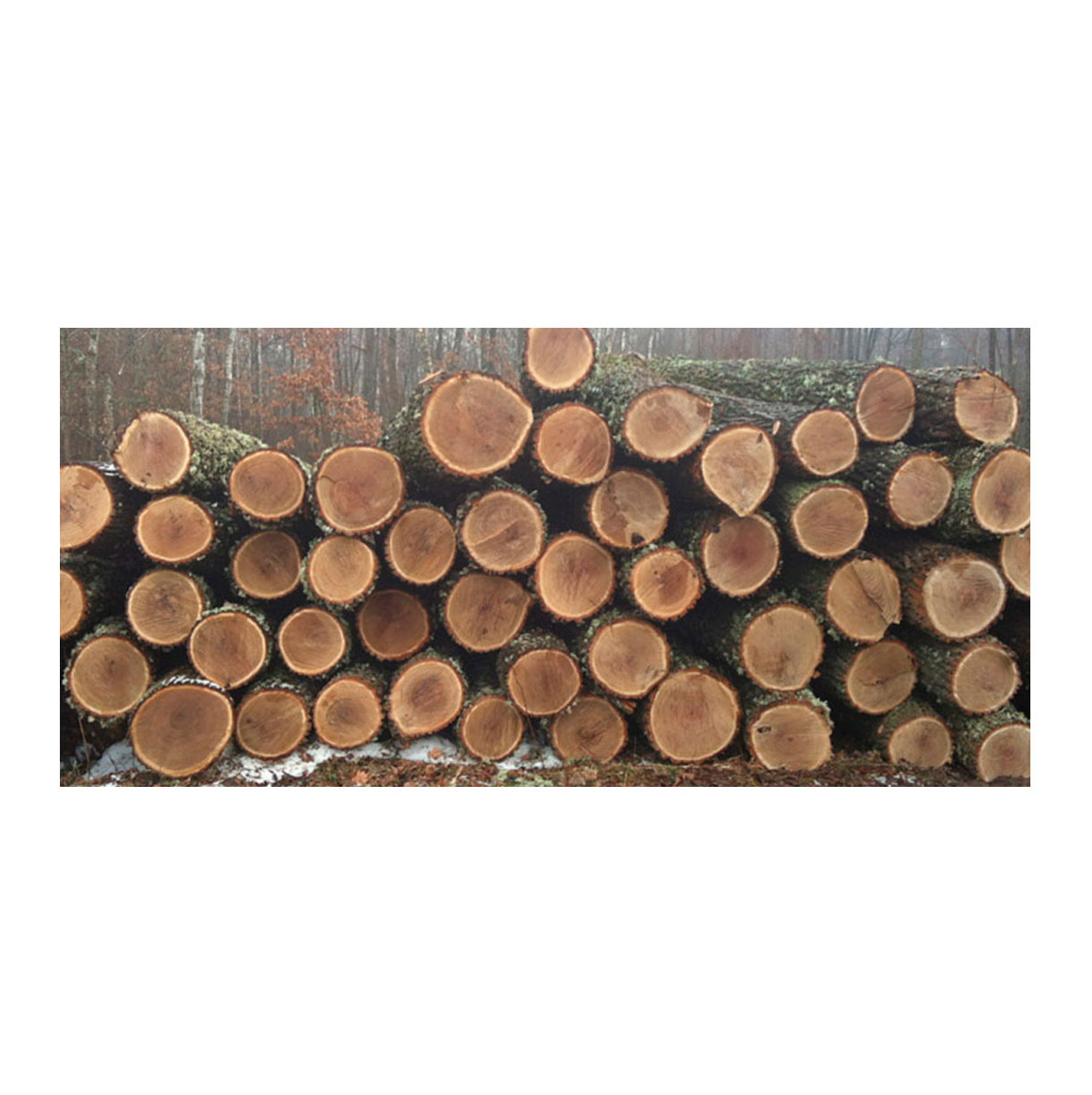 Buy Wholesale United States Wholesale Price Red Oak Wood Logs & Red Oak ...