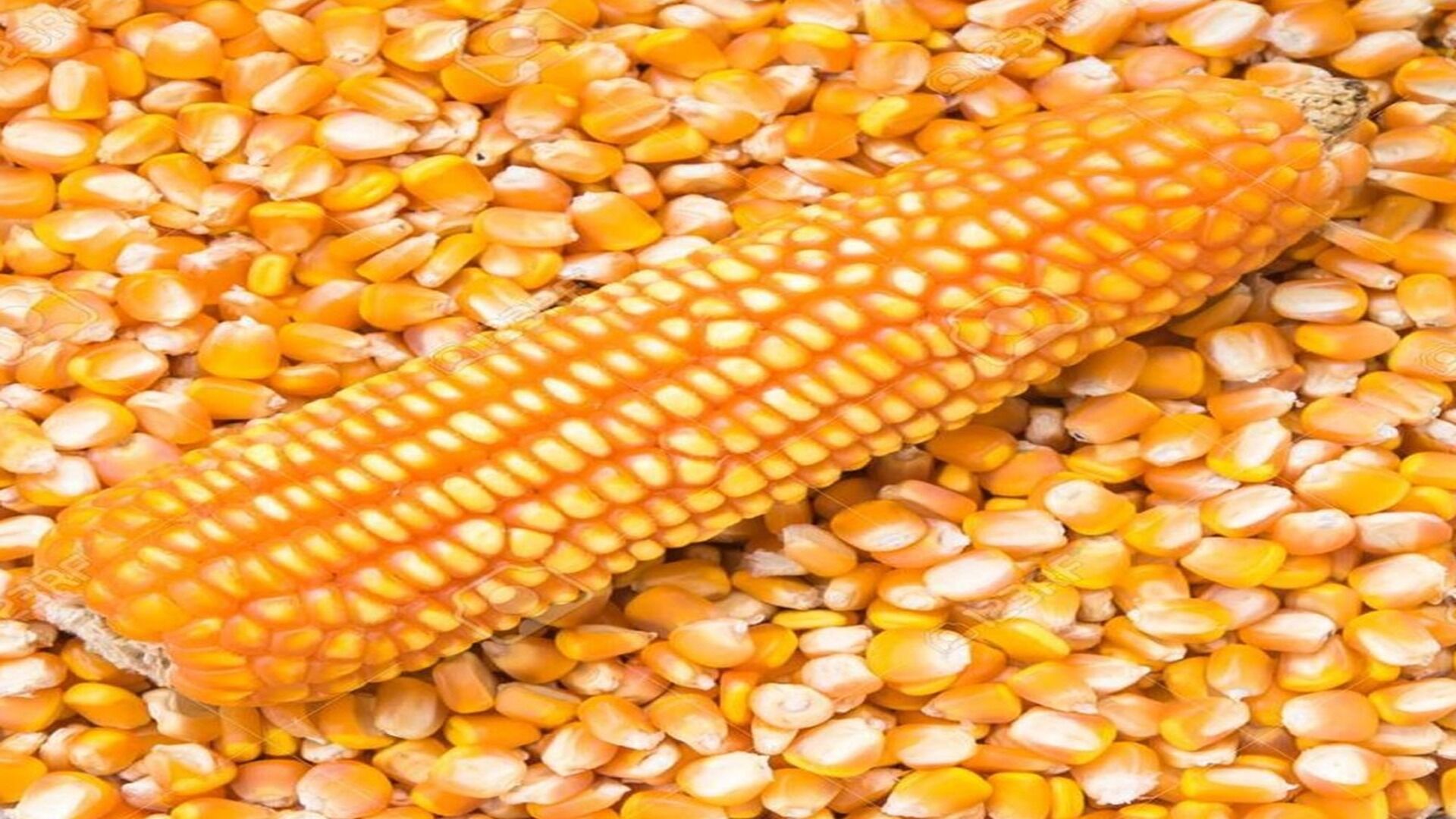 Buy Wholesale Canada Wholesale Factory Supplier Yellow Corn Animal Feed ...