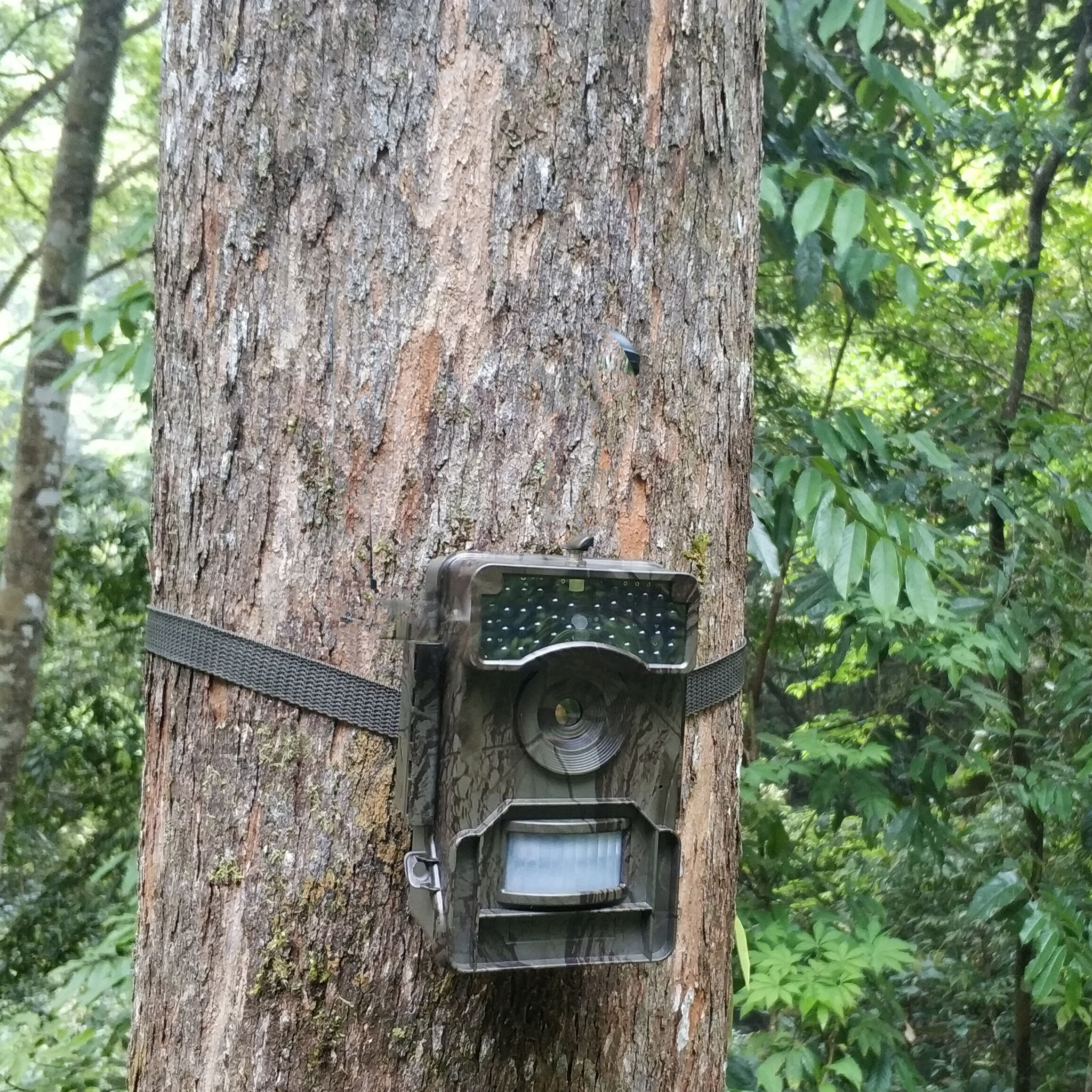 1080p Resolution 12mp 100 Degrees 940nm Night Vision Infrared Trail ...