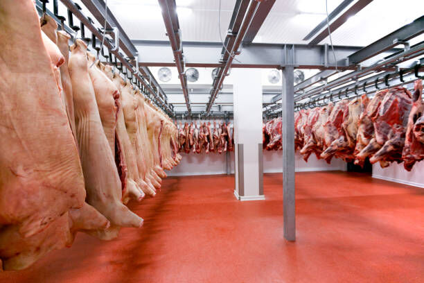 Frozen Pork Meat / Pork Hind Leg / Pork Feet Available At The Lowest ...