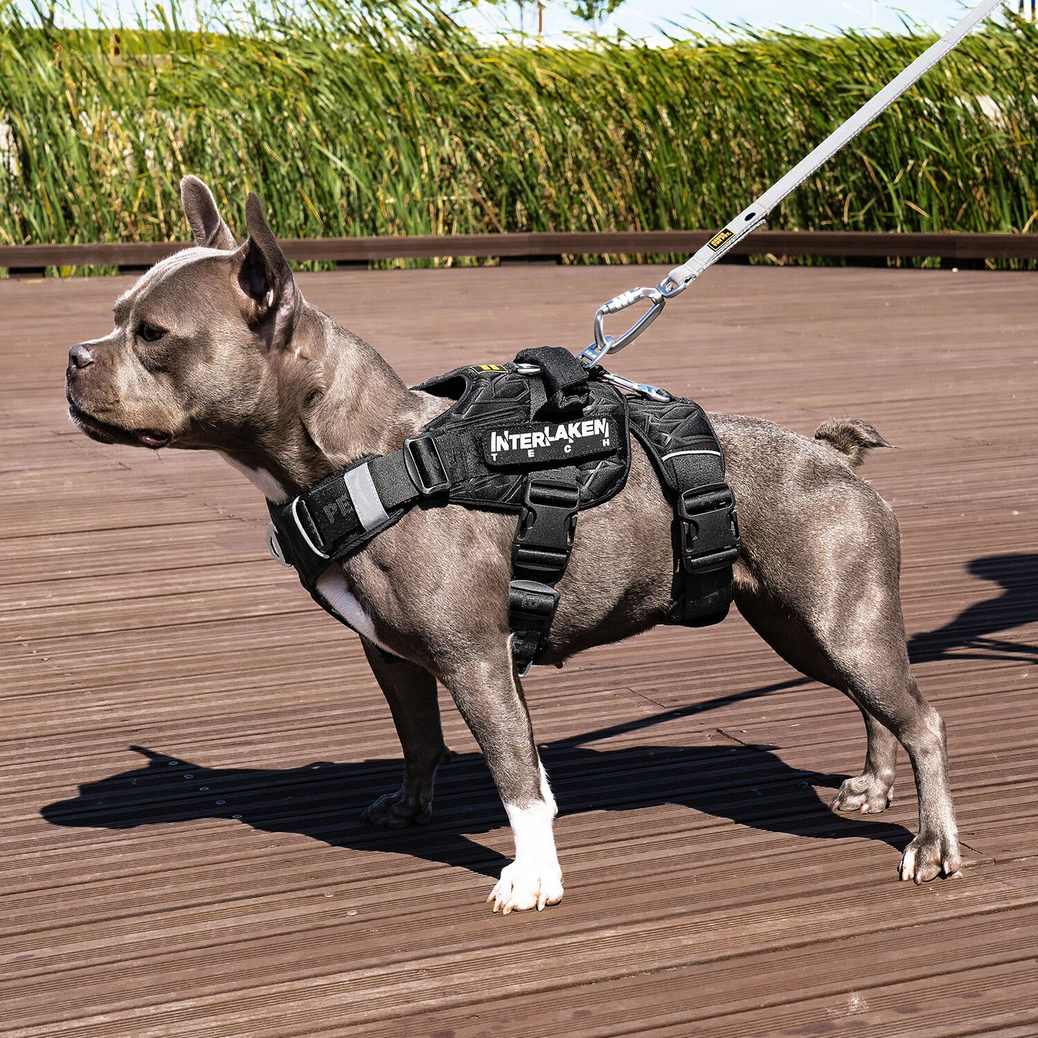 Dog Harness/tech Harness With Adjustable Chest Webbing Made Of High ...