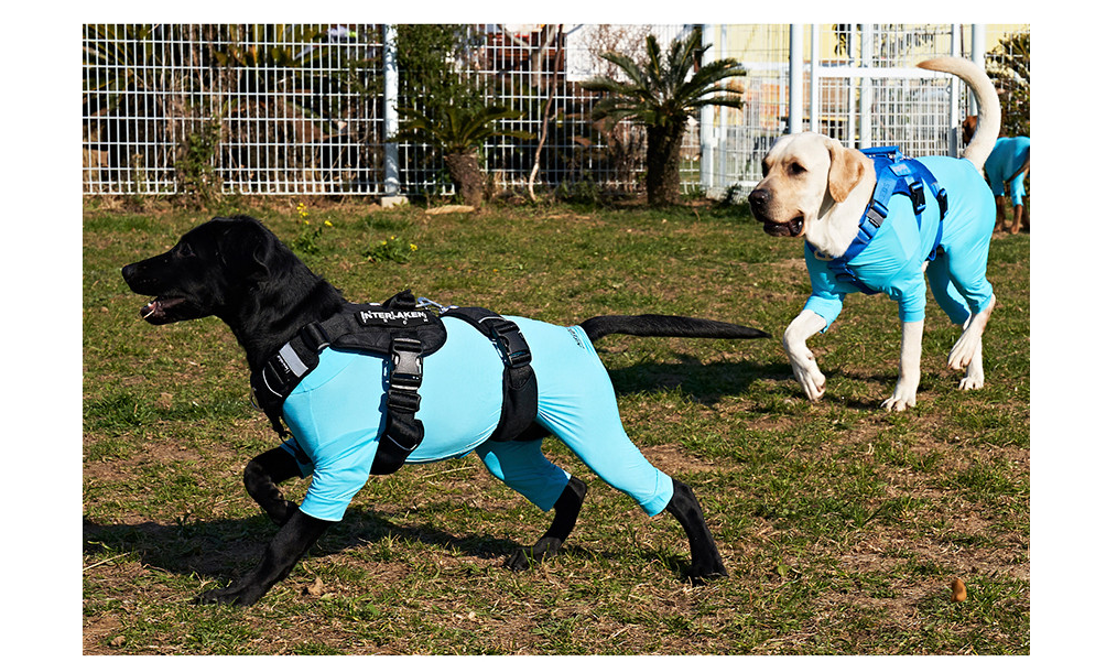 Buy Wholesale South Korea Dog Harness/tech Sub-belt Prevents The ...