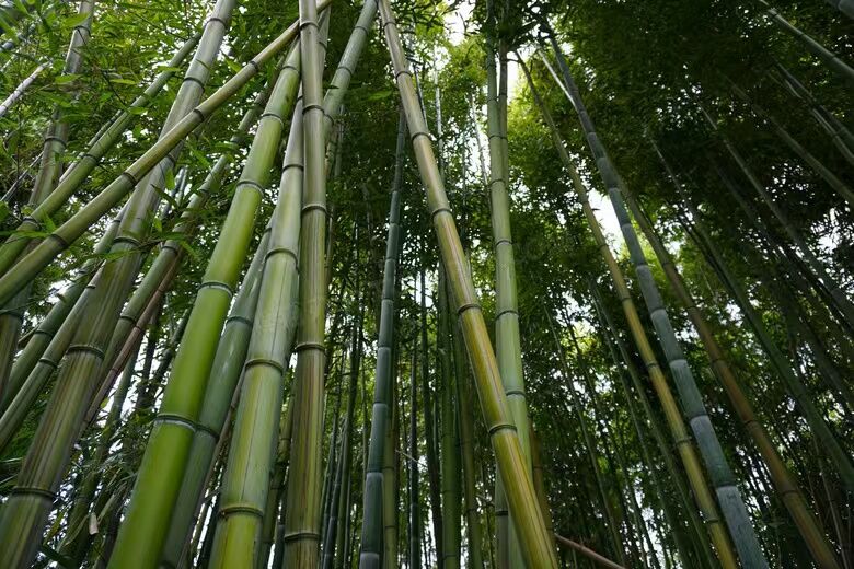 Premium Bamboo Rice Scoops Biodegradable Made Of 100% Bamboo Eco ...