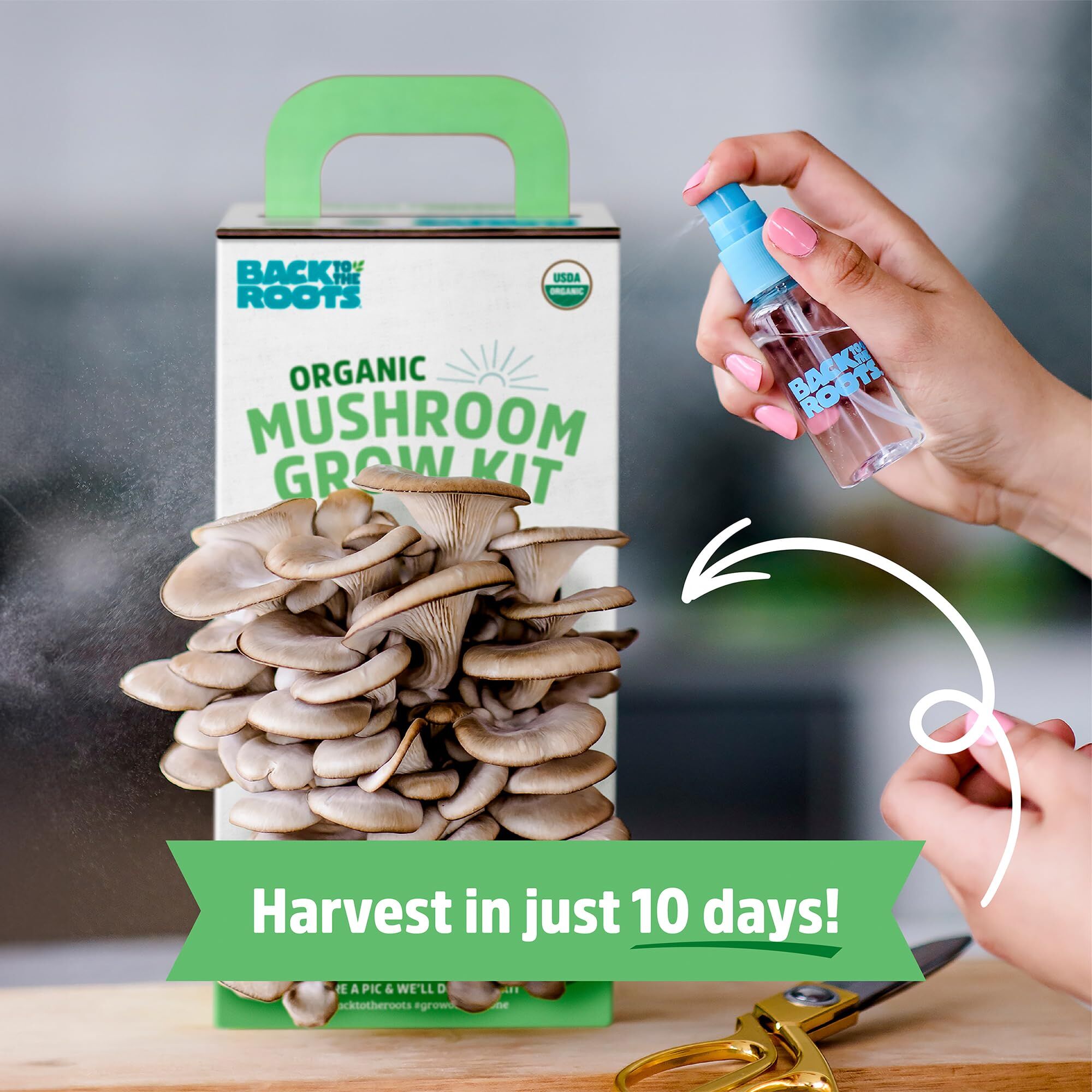 Back To The Roots Organic Pearl And Golden Oyster Mushroom Grow Kit ...