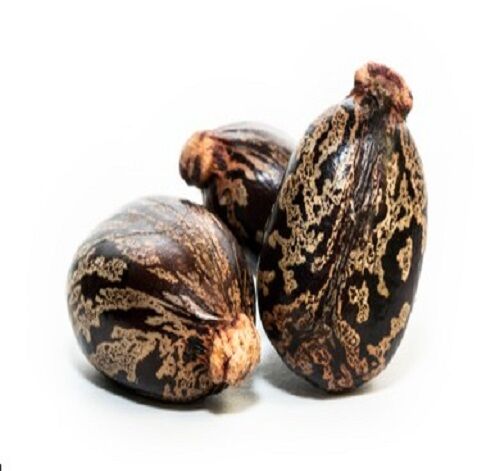 100% Organic & Pure Castor Seed From Brazil - United Kingdom Wholesale ...