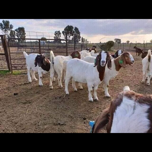 Pregnant Boer Goats, Saanen Goats, Kalahari Goats, Awassi Sheep - Buy Netherlands Wholesale ...