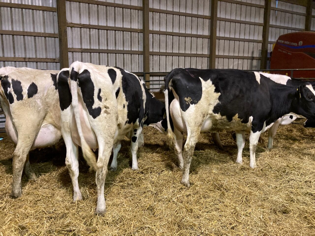 Healthy Pregnant Holstein Heifers Cows Jersey Cow Healthy Live Dairy ...