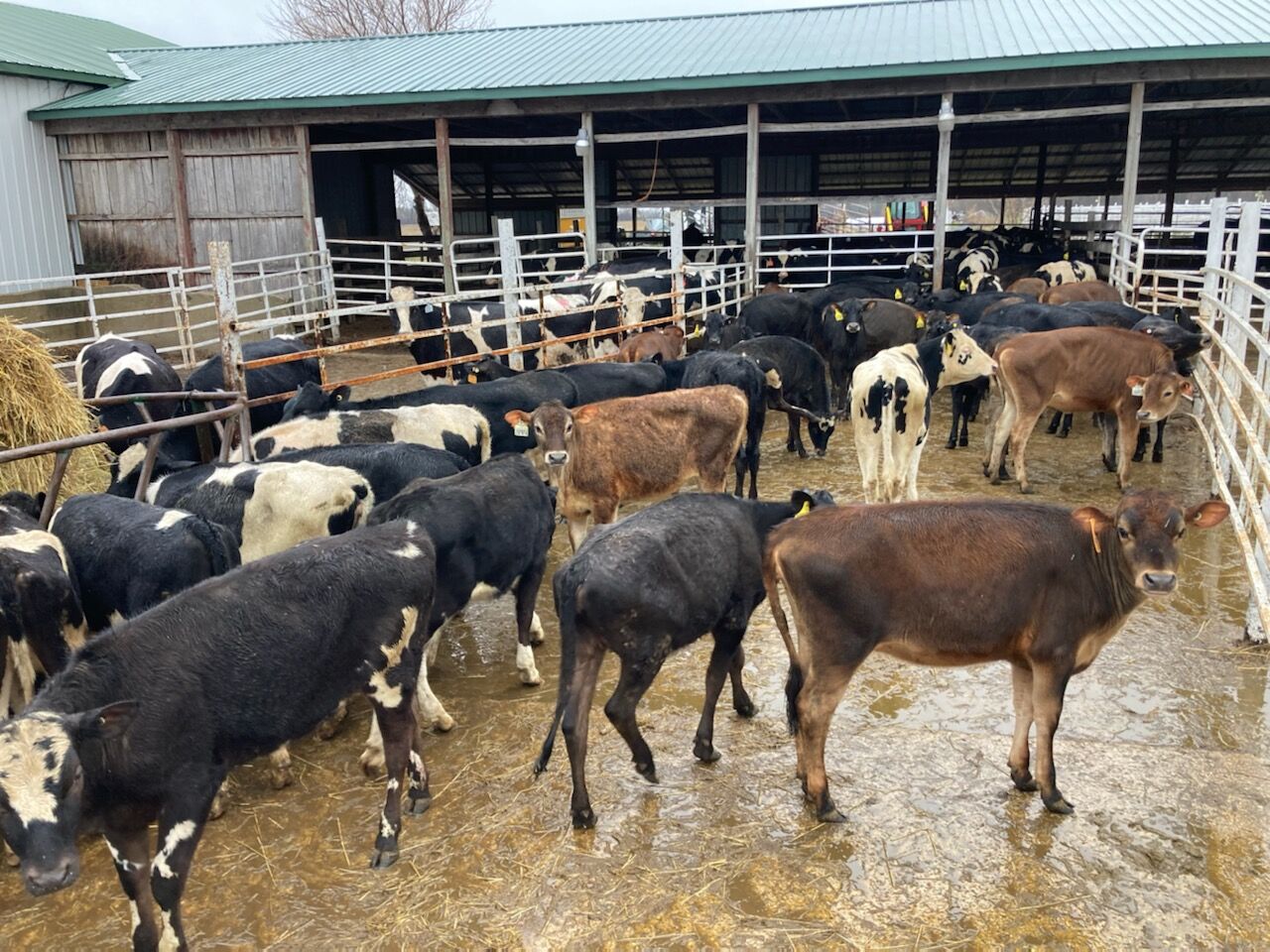 Healthy Pregnant Holstein Heifers Cows Jersey Cow Healthy Live Dairy ...