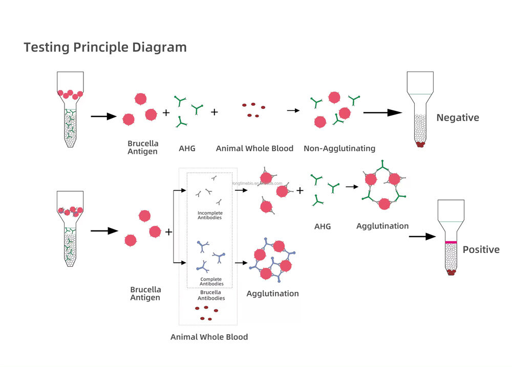 Buy China Wholesale Longtime Brucella Early Pregnancy Rapid Test Card ...