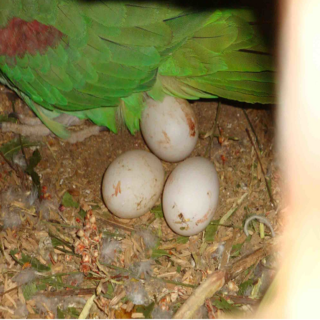 Fertile Parrot Eggs - All Parrots Fertile Eggs $1 - Wholesale United ...