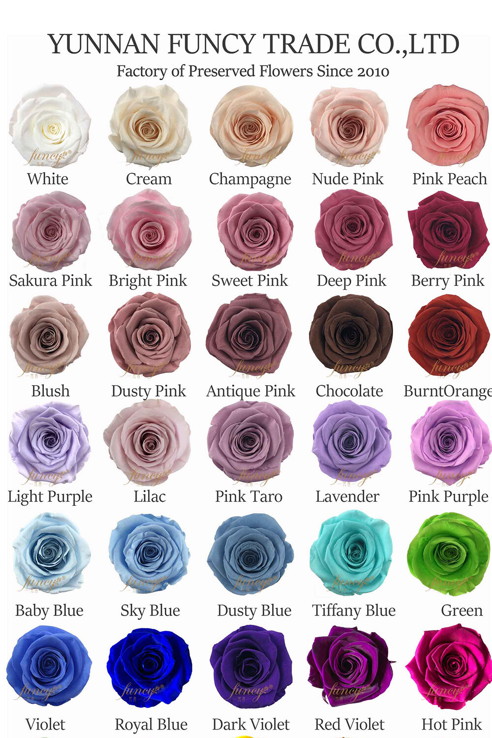 Customized Logo Immortal Infinity Eternal Forever Stabilized Preserved ...