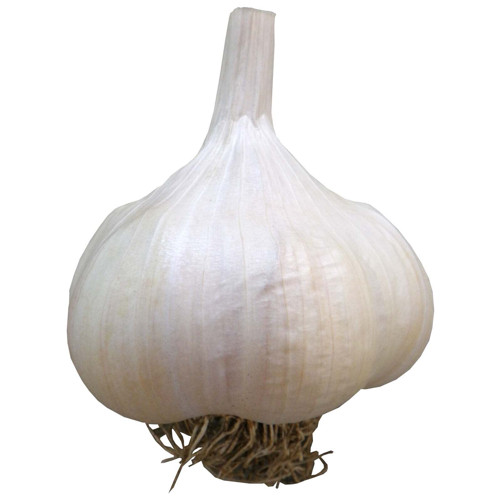 Bulk Buy Germany Wholesale New Crop Normal White Garlic Red Garlic In ...