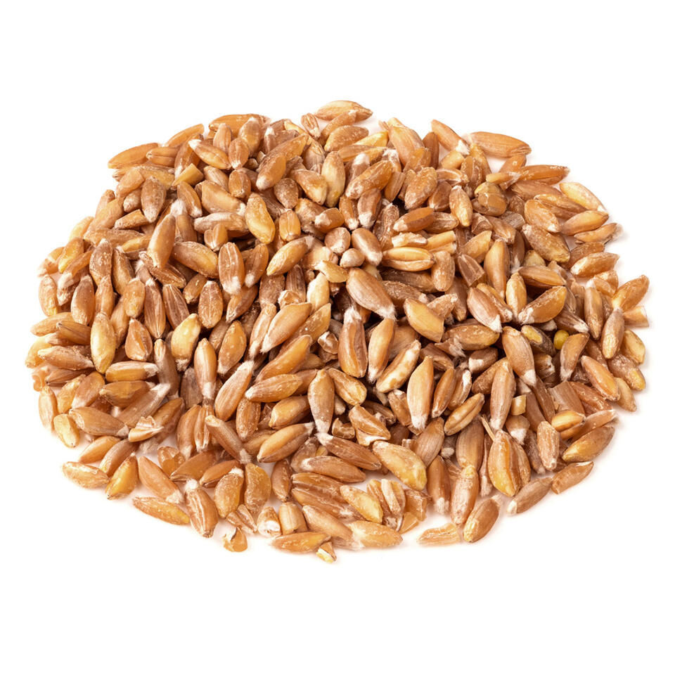 Buy Best Quality 100% Organic Wheat Grain / Wheat Grain In Bulk 100% ...