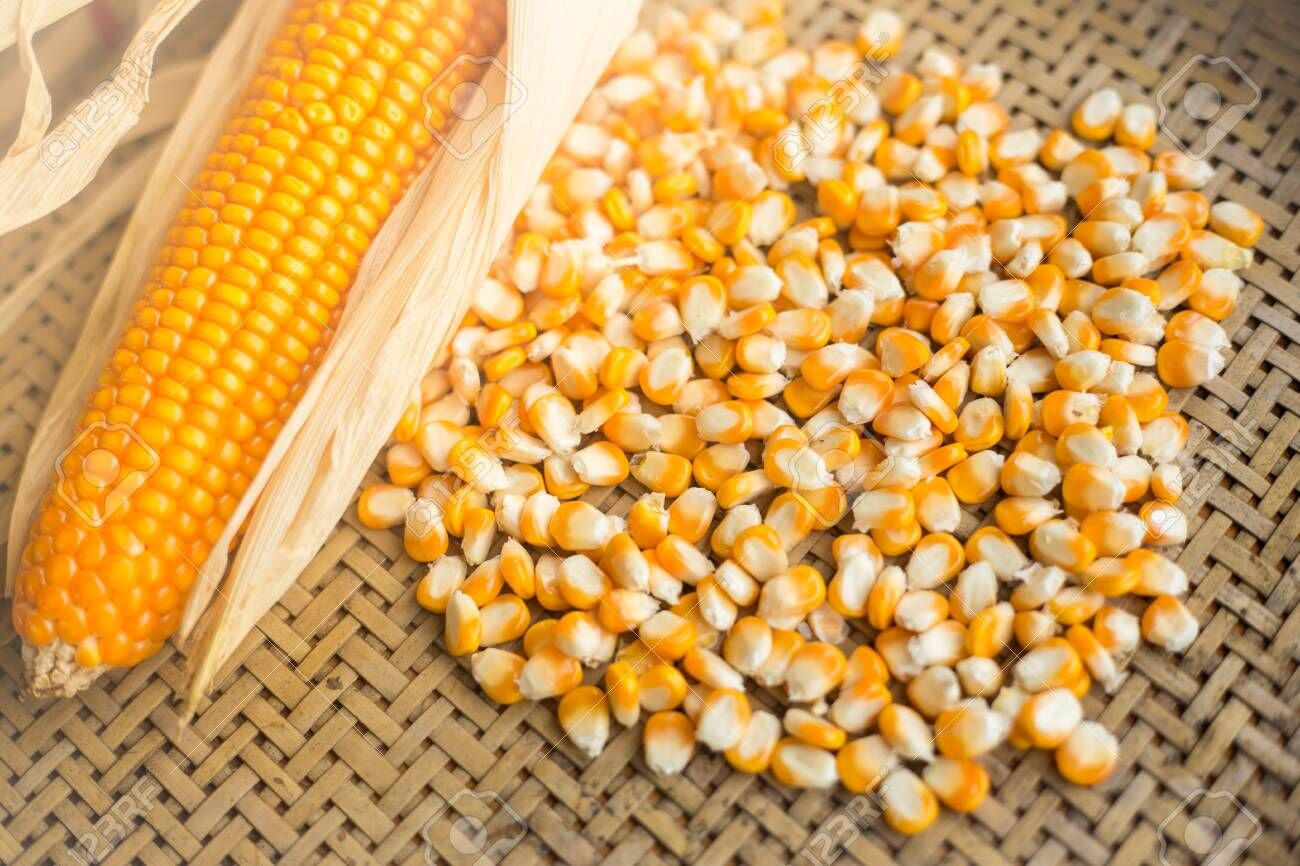 Dried Yellow Corn Yellow Maize - United States Wholesale Buy Dried Corn ...