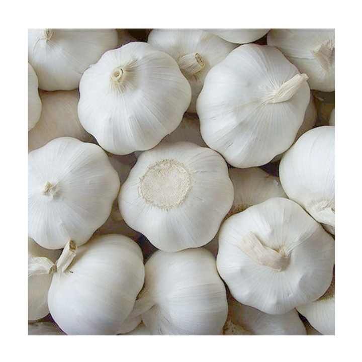 Bulk Buy United Kingdom Wholesale Garlic Chinese Fresh Pure White ...
