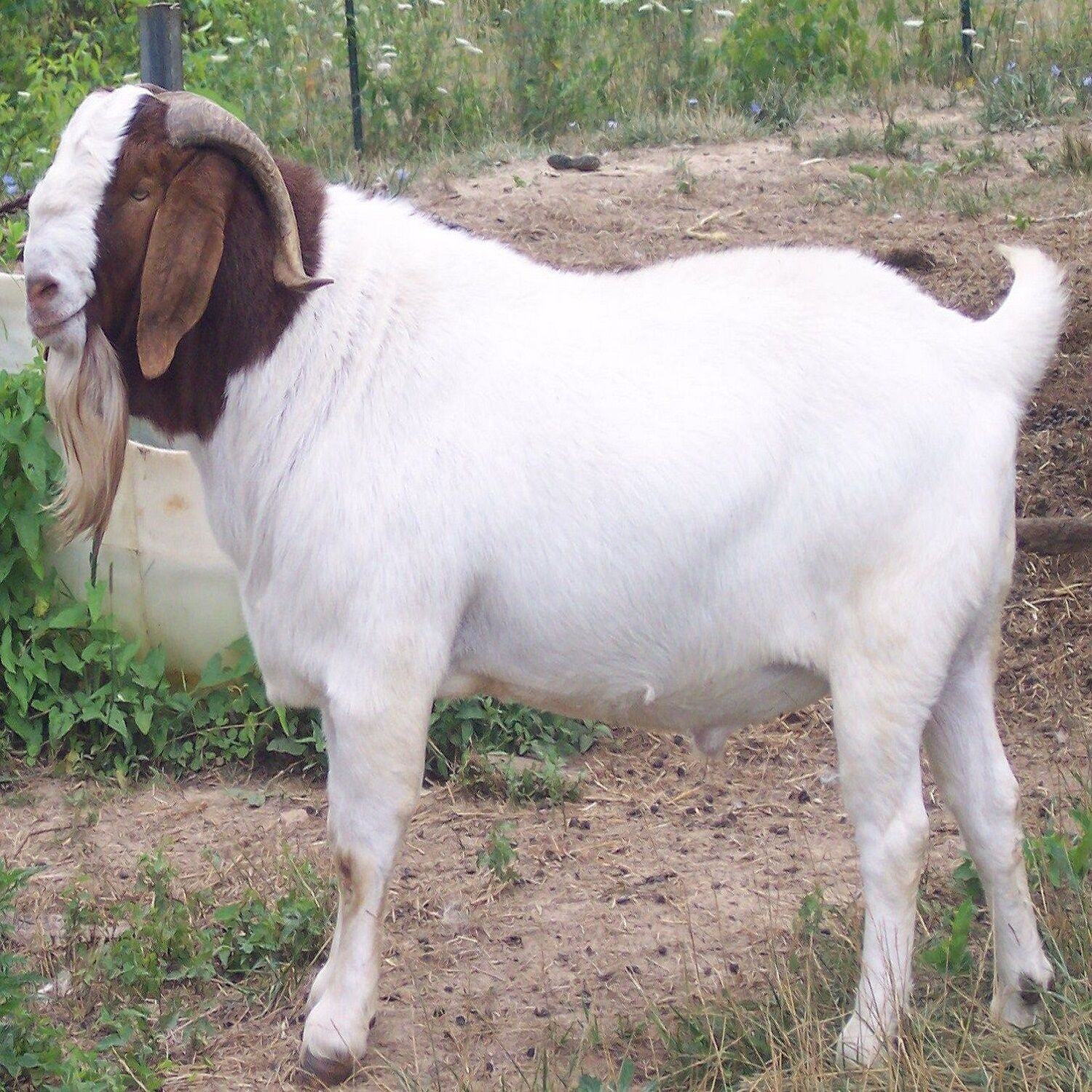 Supplier Wholesale Price 100% Full Blood Alive Boer Goats/ Alive Boer Goat Alpine/100% Blood ...