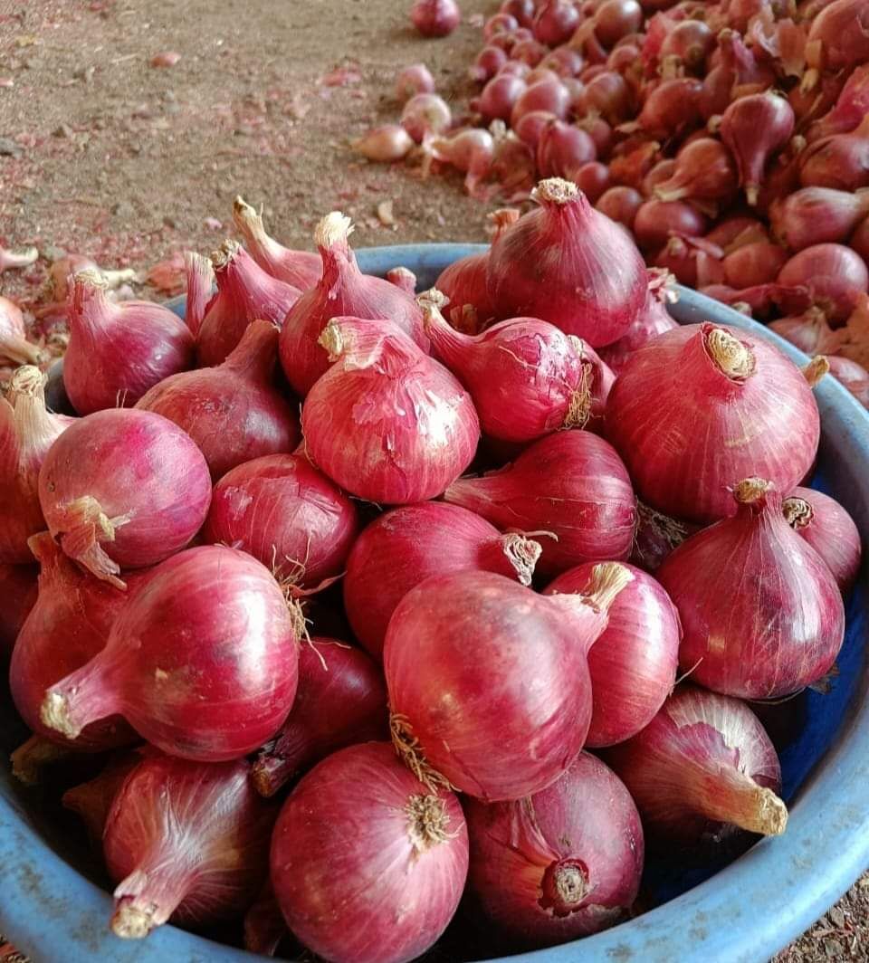 Bulk Buy United States Wholesale Hot Selling Red Onion Wholesale Fresh ...