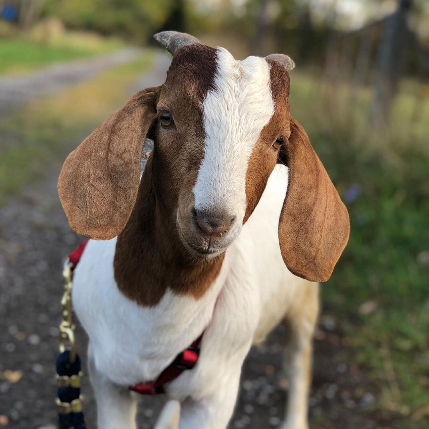 Full Blood Live Boer Goats / 100% Pureblood Mature Boar Goat For Sale ...