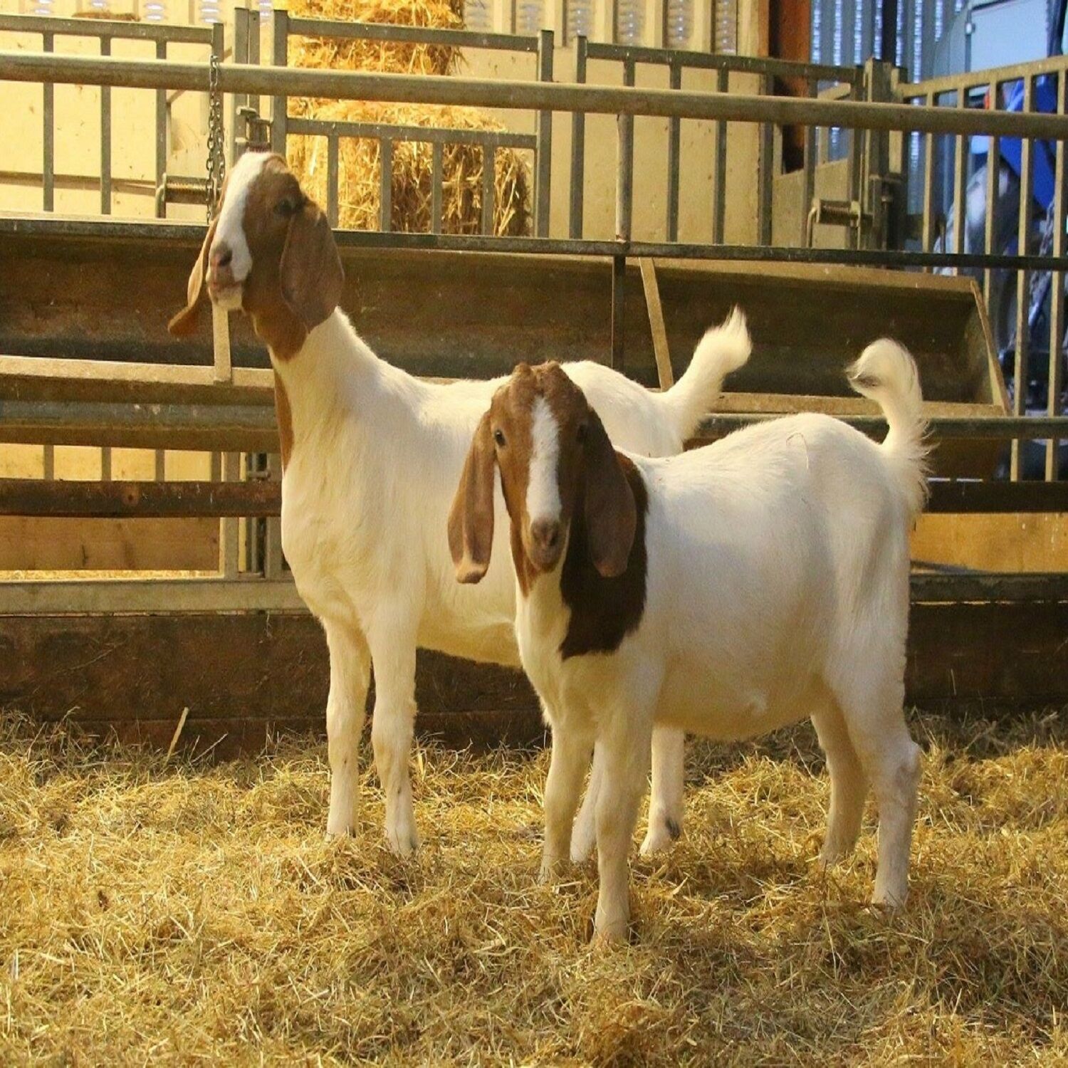 Full Blood Live Boer Goats / 100% Pureblood Mature Boar Goat For Sale ...