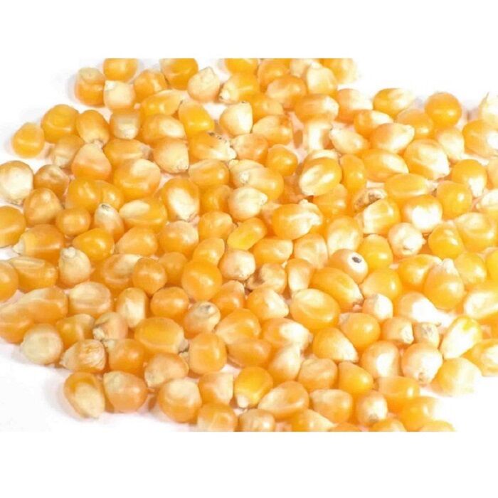 Wholesale Yellow Corn For Human Consumption Non Gmo Yellow Corn/ Yellow ...