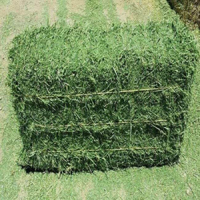 Bulk Buy Thailand Wholesale Bales (alfalfa Hay), Timothy Hay Bales ...