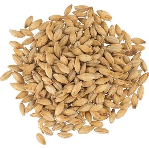 High Quality Barley Grains For Malt | Barley For Animal Feed Available ...