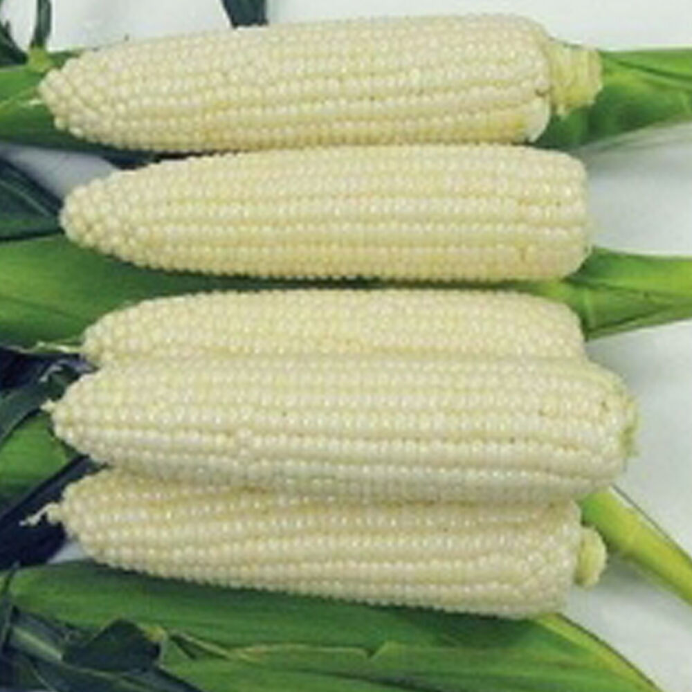 Bulk Buy Thailand Wholesale Fresh Sweet Corn Cob Maize Yellow Non Gmo ...