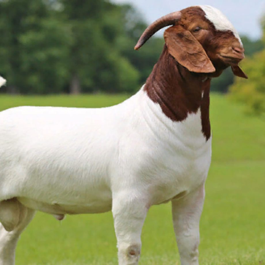 Factory Direct High Quality Thailand Wholesale Boer Goat Online ...