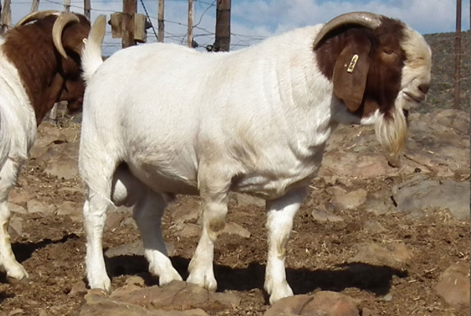 Factory Direct High Quality Thailand Wholesale Boer Goat Online ...