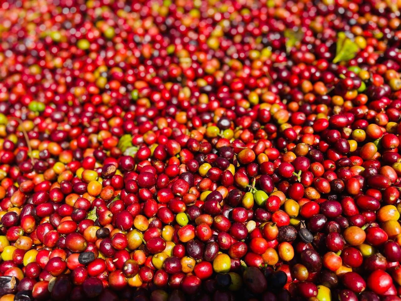Green Arabica Coffee Beans / Brazilian Coffee Beans For Sale ...