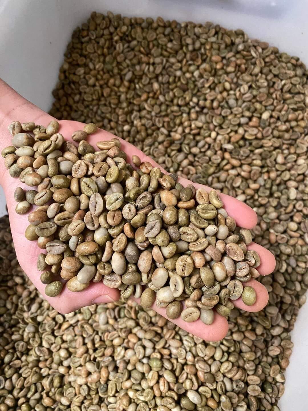 100% Natural Robusta Green Coffee Bean Whole Sale Price Vietnam Green ...