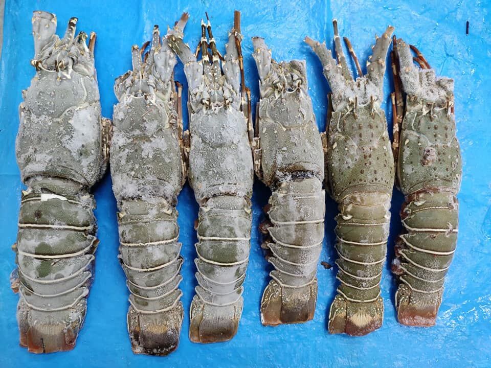 Wholesale Price Spiny Lobster / Live Lobsters, Fresh Chilled Lobster ...