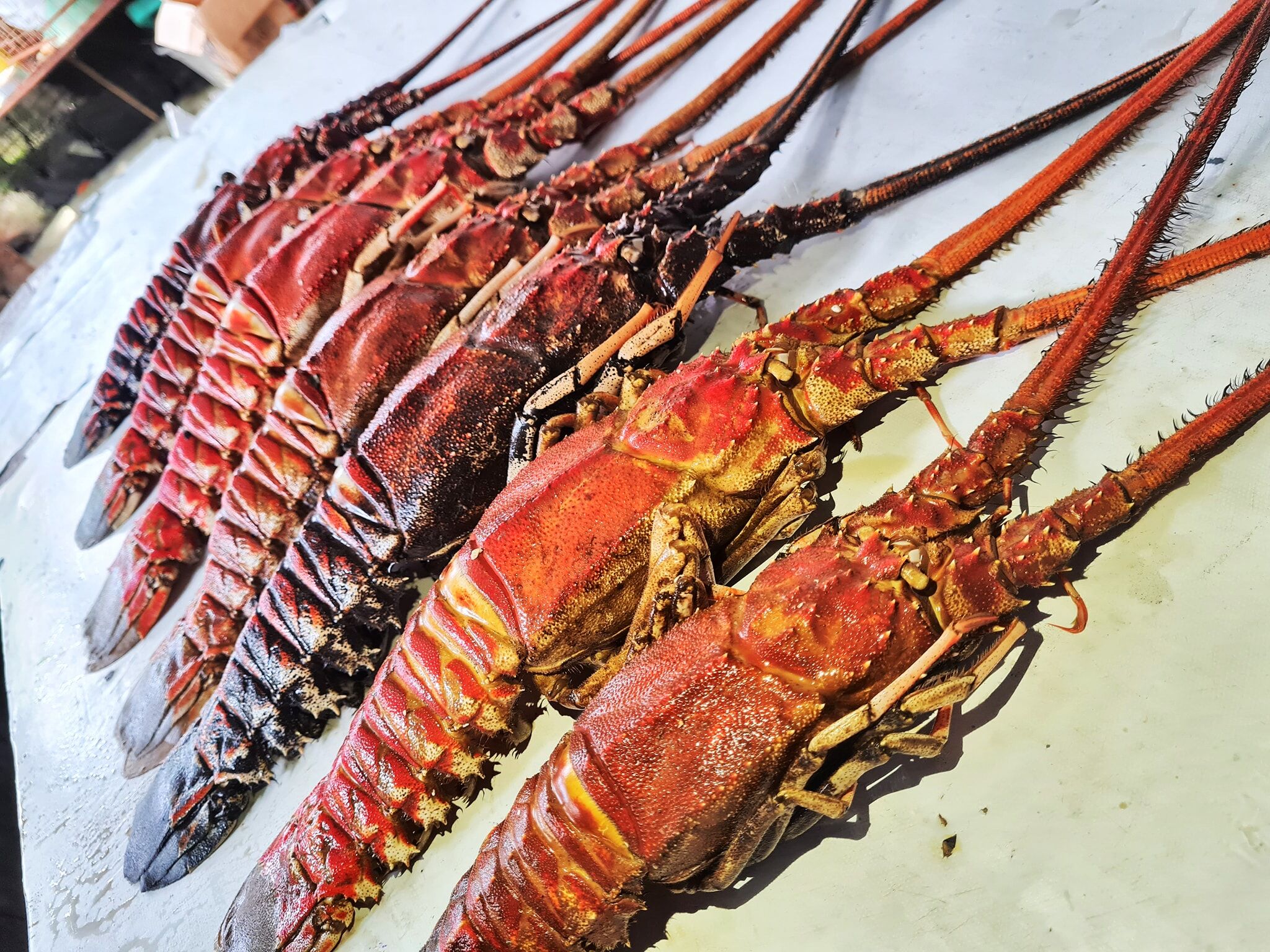 Live Lobster, Spiny Lobster, Frozen Lobsters Suppliers / Frozen ...