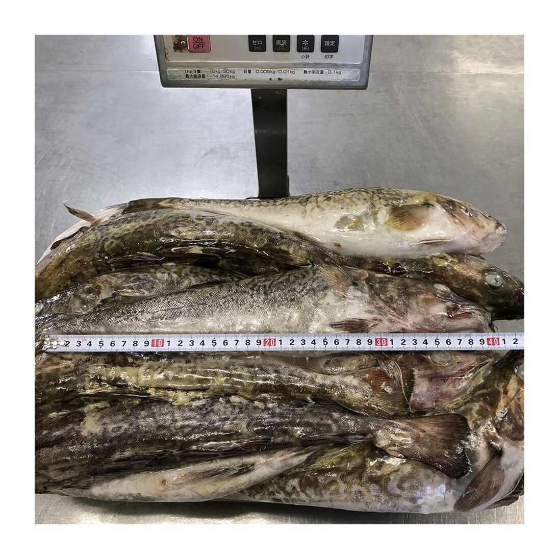 Wholesale Cheap Price Best Quality Fresh Atlantic Cod Fish / Fillets ...