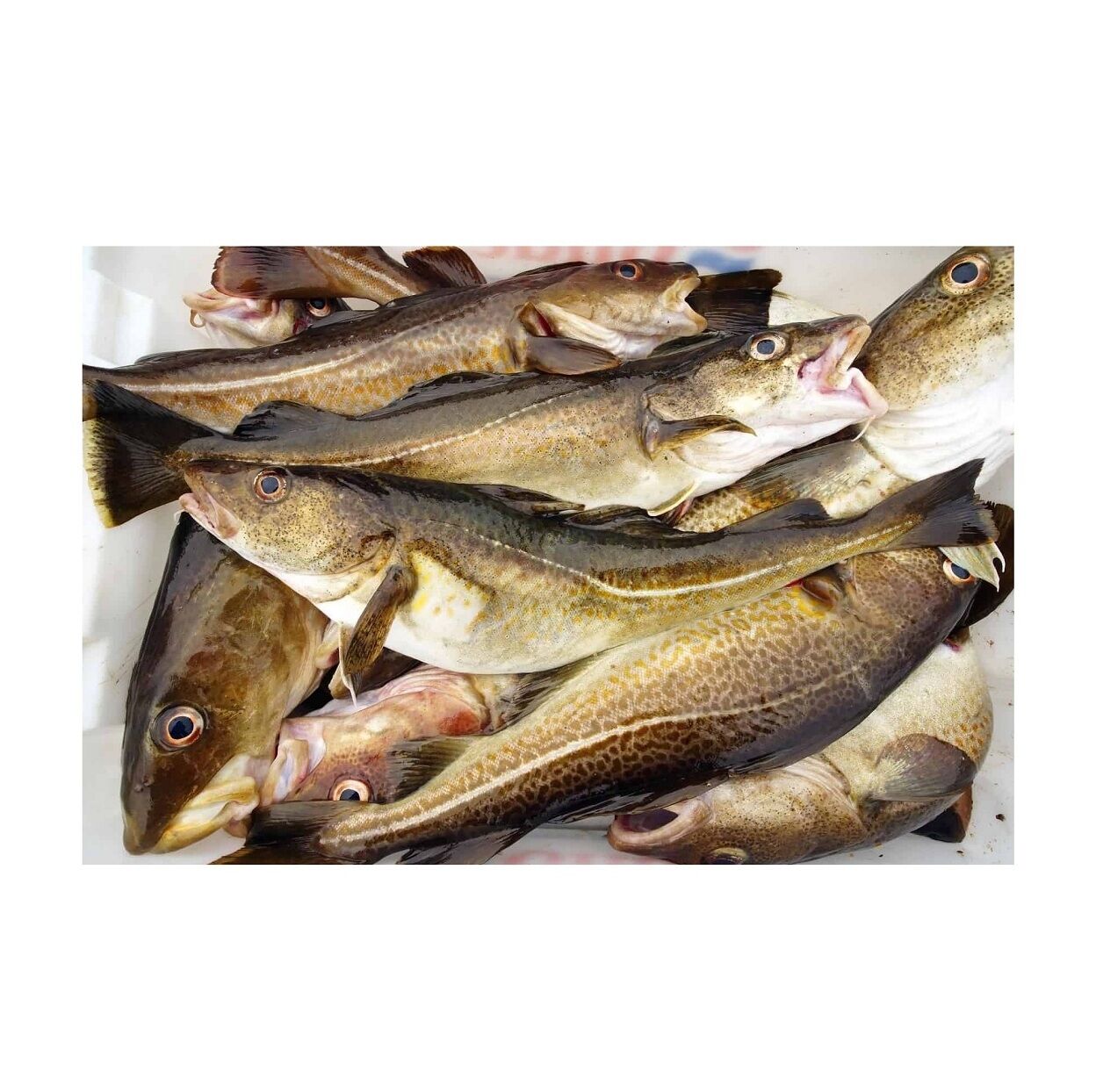 Wholesale Cheap Price Best Quality Fresh Atlantic Cod Fish / Fillets ...