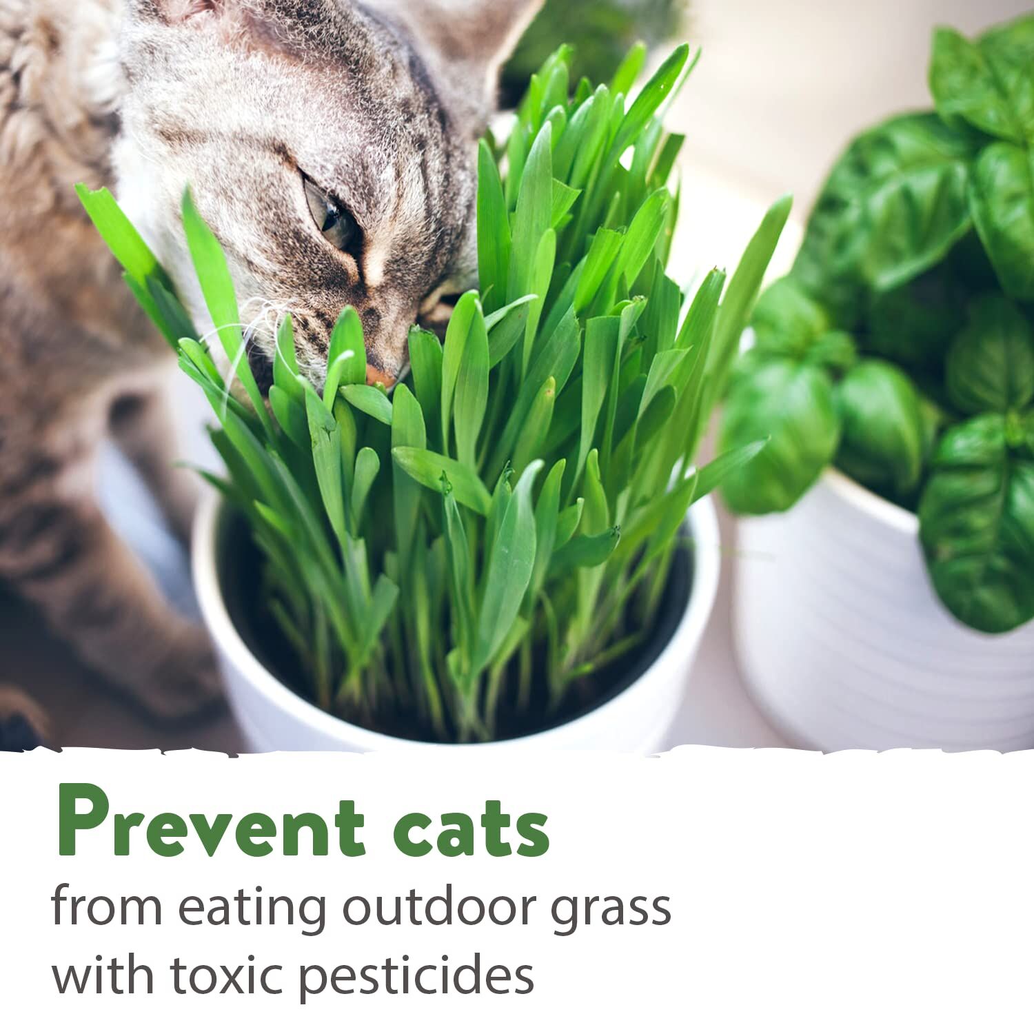 Home Grown 1 Pound Cat Grass Seeds For Digestion And Hairballs - Expore ...
