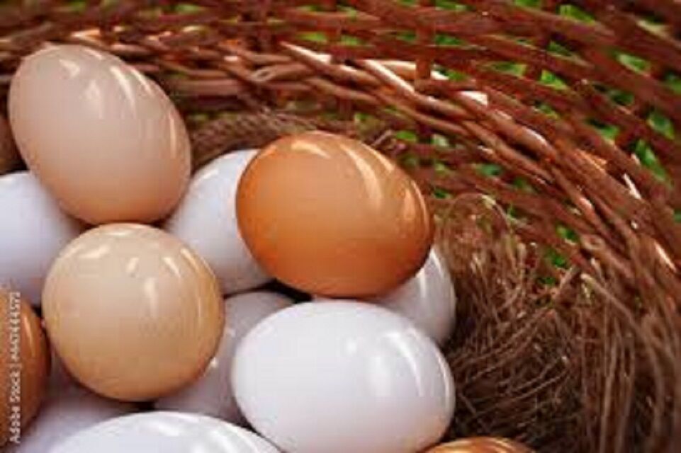 Brown Shell Fresh Table Chicken Eggs Available In Bulk Quantities ...