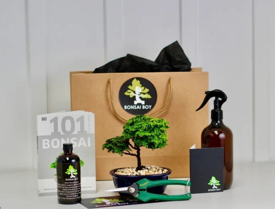 Wholesale Bonsai Conifer Lily Kit For Bonsai Tree Growing Garden - Buy ...