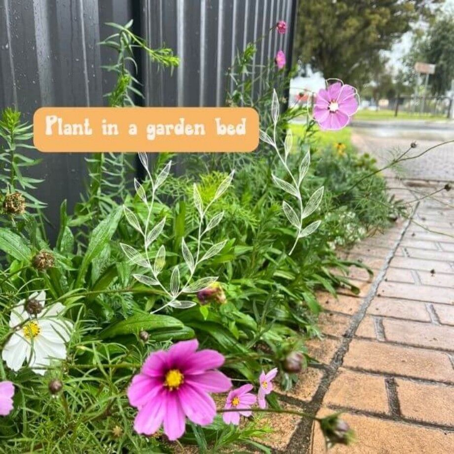 Wholesale Hot Style Hello Daisy Meadow Seed Bomb Pack For Gardeners ...