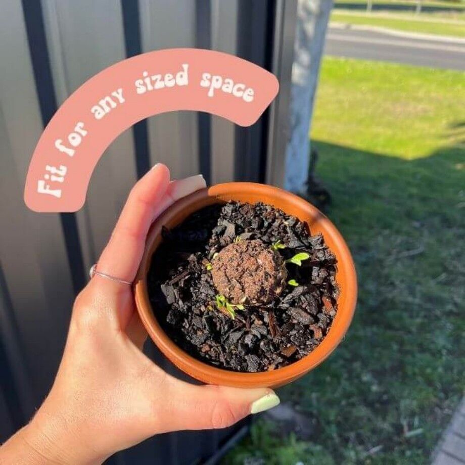 Wholesale Hot Style Hello Daisy Meadow Seed Bomb Pack For Gardeners ...