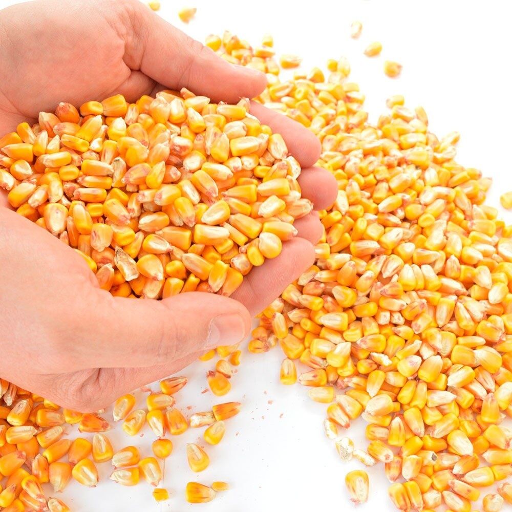 Dry Yellow Corn For Animal Feed Wholesale / Yellow Corn Maize Animal ...