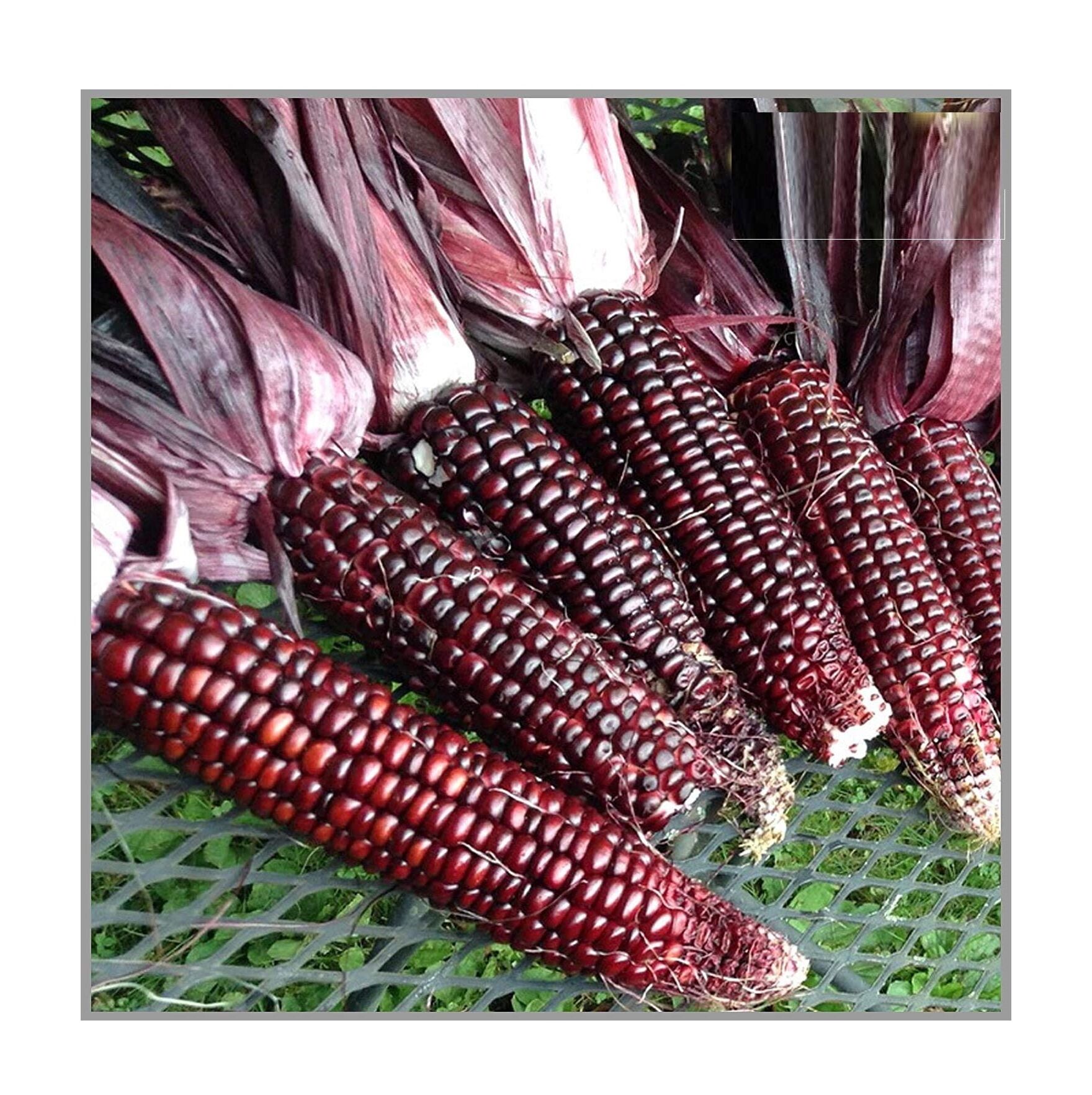 Bulk Buy United Kingdom Wholesale Red Corn For Human Consumption Non ...