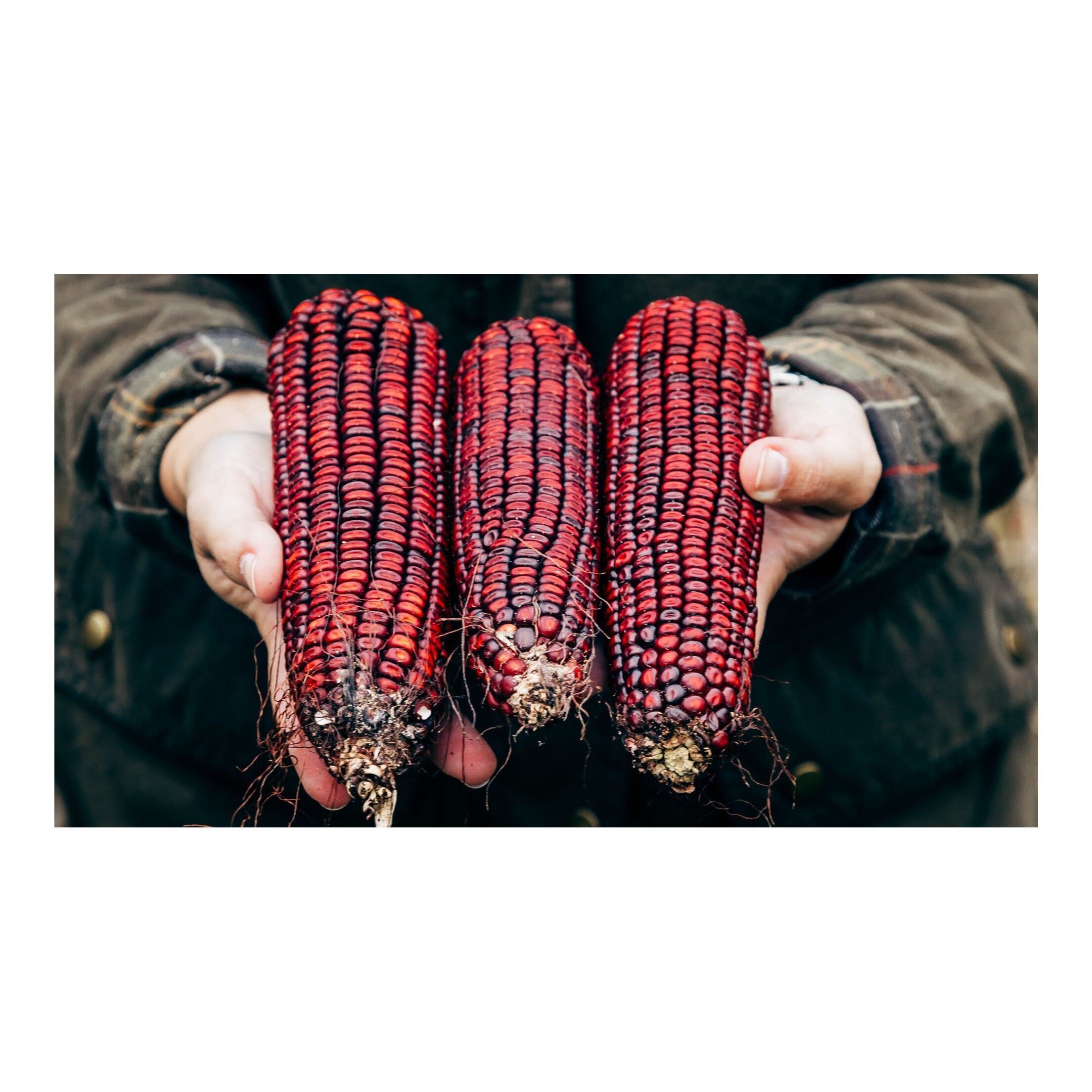 Bulk Buy United Kingdom Wholesale Red Corn For Human Consumption Non ...