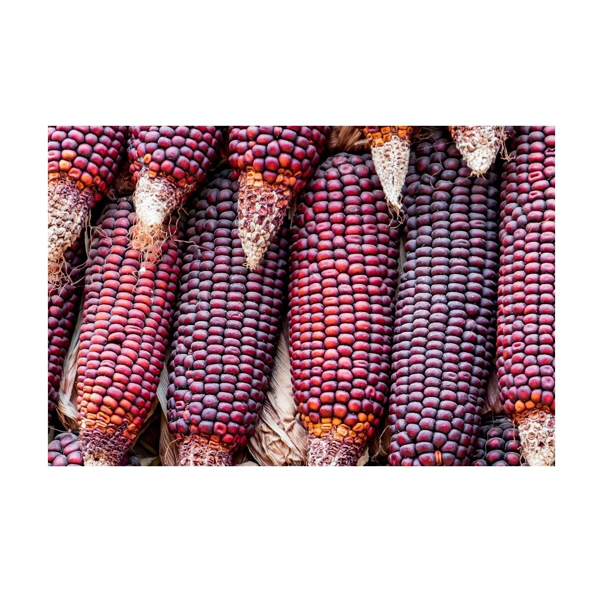 Bulk Buy United Kingdom Wholesale Red Corn For Human Consumption Non ...
