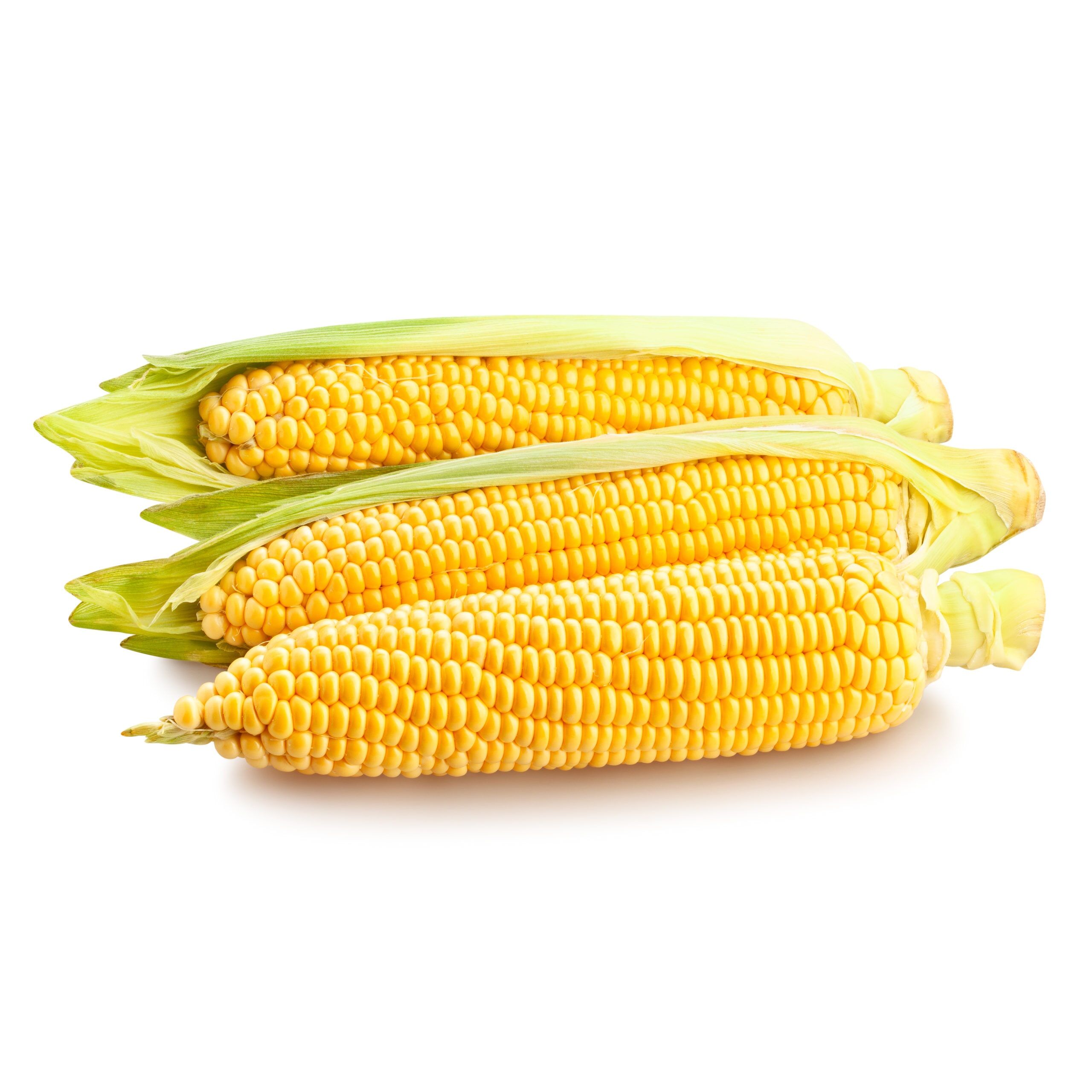 Fresh Organic Yellow Corn Maize Canada Top Quality Raw Sweet Corn Seed ...