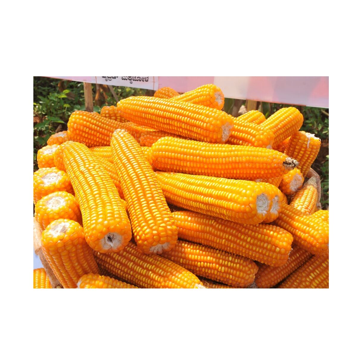 Fresh Organic Yellow Corn Maize Canada Top Quality Raw Sweet Corn Seed ...