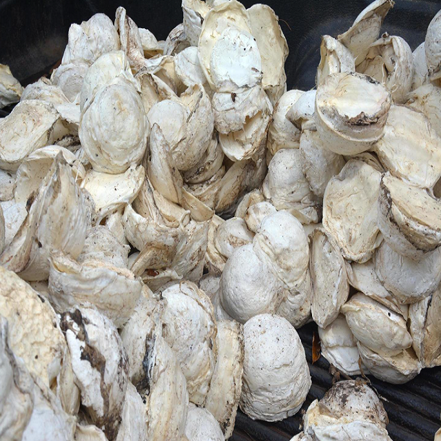 Bulk Buy United States Wholesale Large Quantity Of Rubber Cup Lump For ...