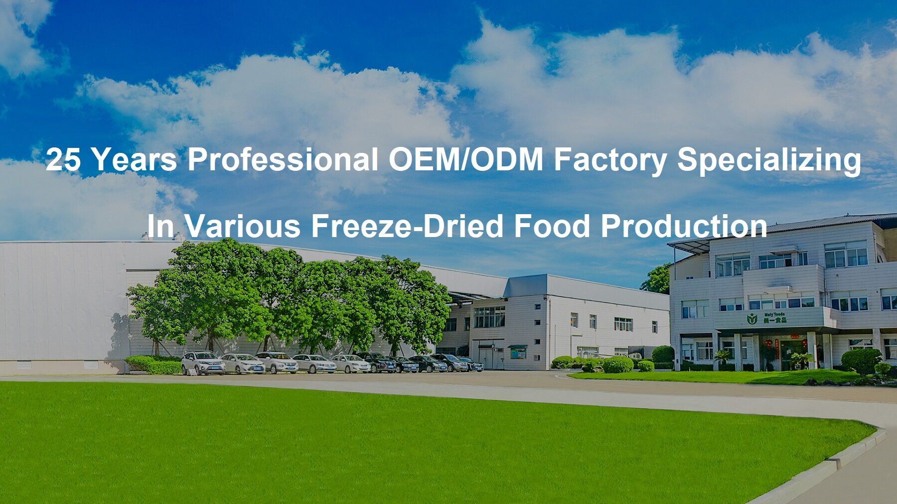 Wholesale High Quality Freeze Dried Pineapple Lactobacillus Tea Drink ...