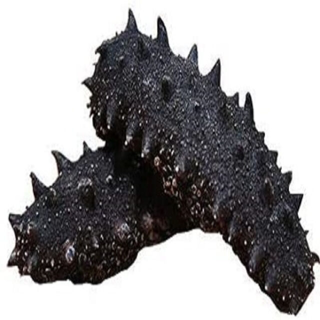 Natural High Quality Dried And Frozen Sea Cucumber $100 - Wholesale ...